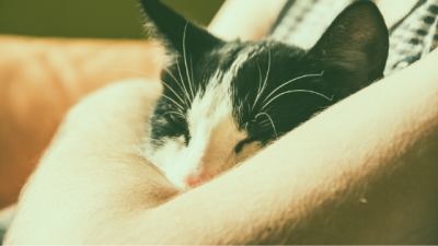 Caring for a Sick Kitty - Pet Health (a division of Avrio Pharmacy)