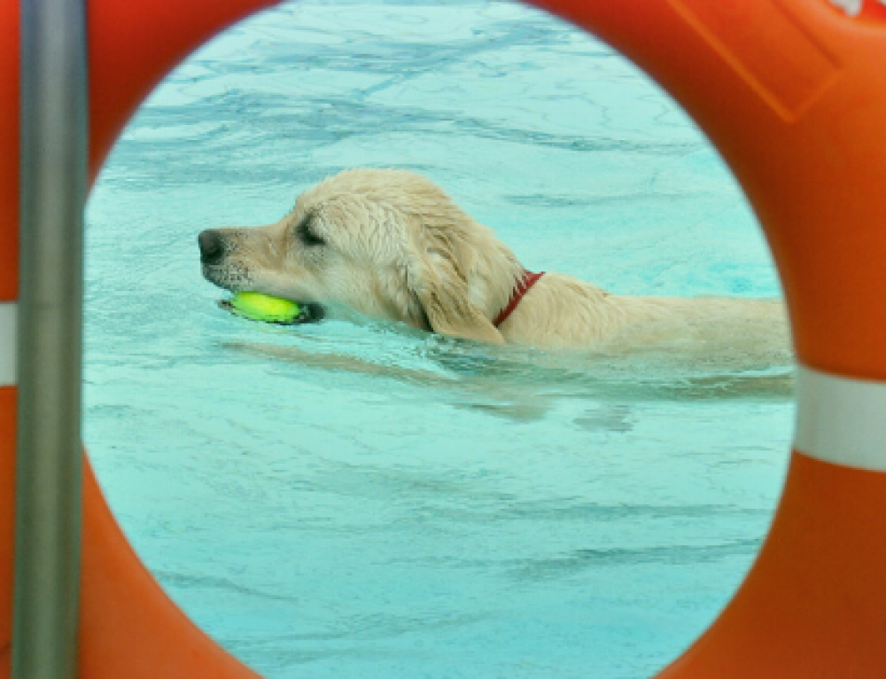 Canine Storm Anxiety - Pet Health (a division of Avrio Pharmacy)